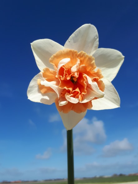 Candy Princess - P. Pennings bloembollenkwekerij