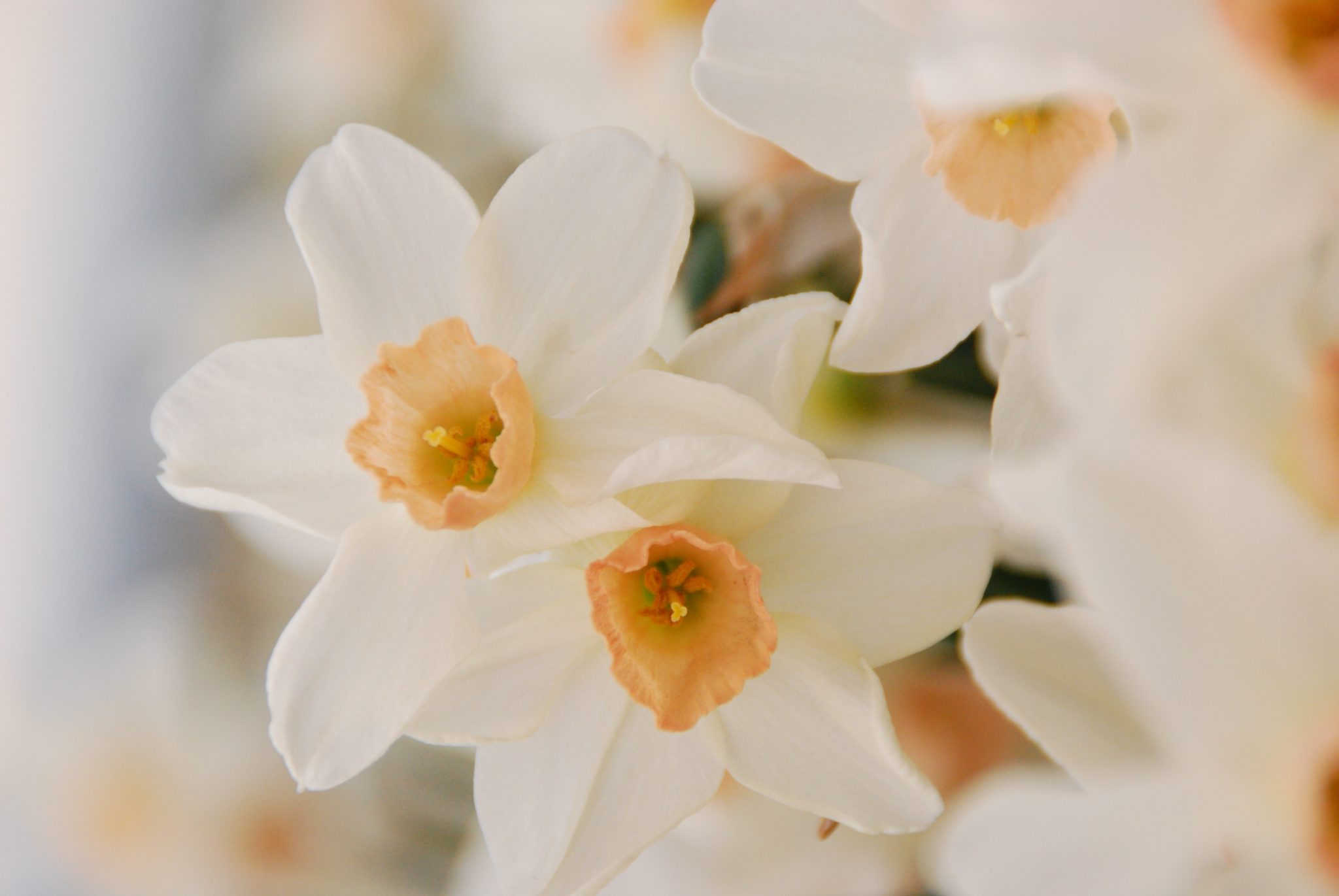 Bell Song - P. Pennings bloembollenkwekerij