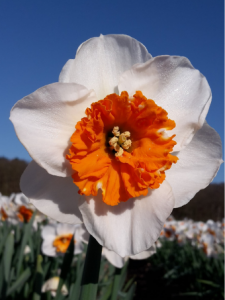 Bella Vista - P. Pennings bloembollenkwekerij